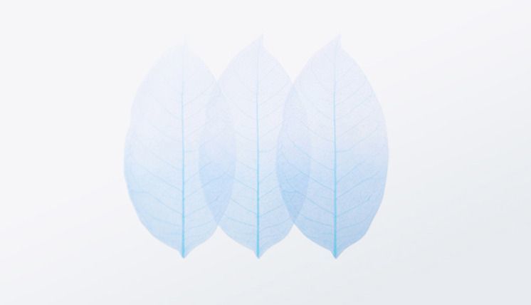 MochiThings: Small Birch Leaf Tracing Sticky Note