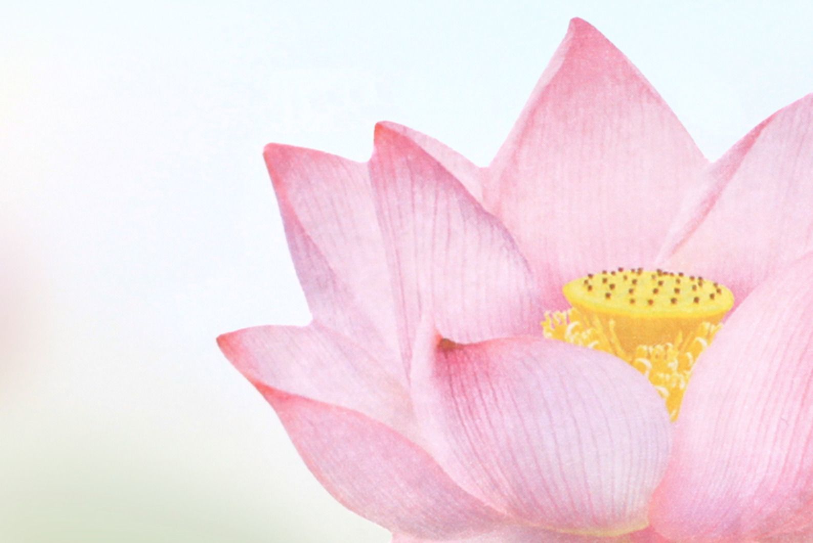 MochiThings: Lotus Sticky Note