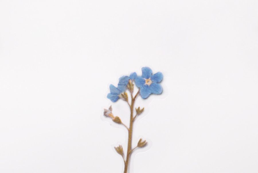 MochiThings: Forget Me Not Pressed Flower Sticker