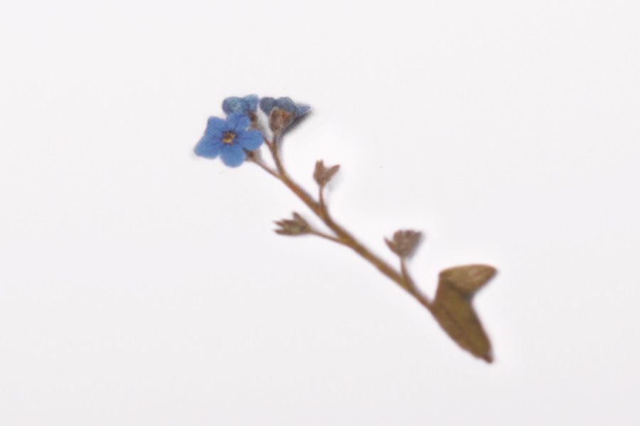 MochiThings: Forget Me Not Pressed Flower Sticker