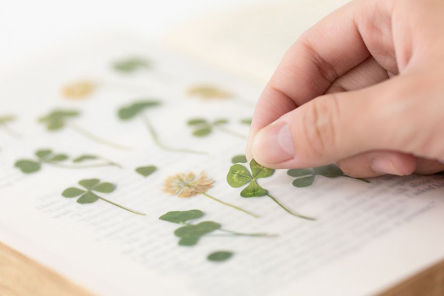 MochiThings: Four-leaf Clover Pressed Flower Sticker